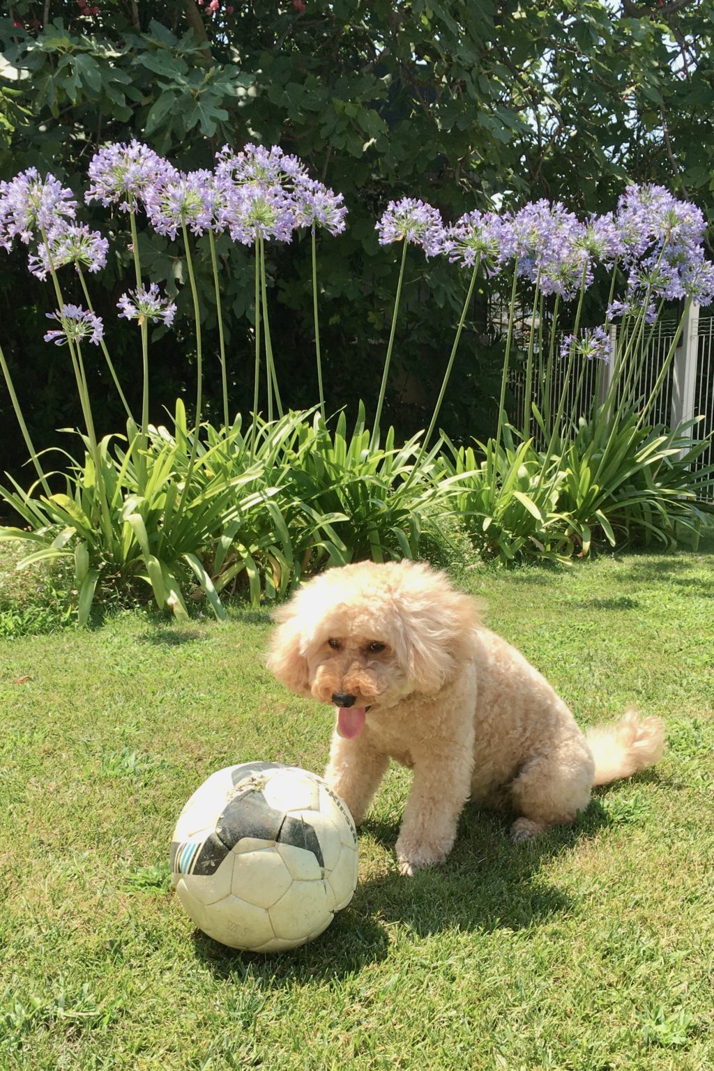 Yoko the Poodle: The Trials of a Lady’s Dog | French Lessons